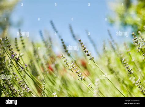 Natural Backgrounds Grass And Wild Lavender And The Sky Is Blue