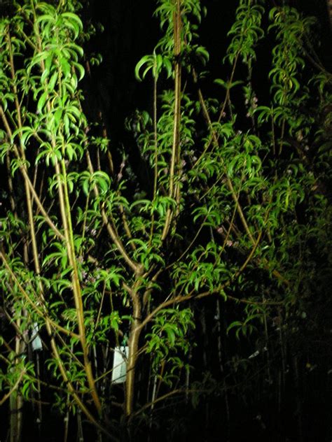 Pruning Basics For Florida Fruit Trees Ask The Green Genie