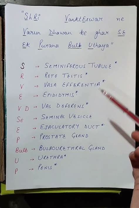 Trick To Learn Sperm Pathway Mnemonic Male Sex Accessory Ducts And Glands Shorts Youtube