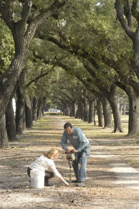 TREES THAT SURVIVE HURRICANES