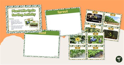 Plant Life Cycle Sorting Activity Teach Starter