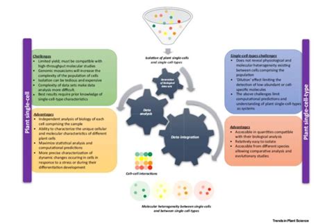 Review Plant Systems Biology At The Single Cell Level Plantae