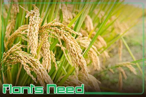 بهترین کود در زمان خوشه دهی برنج پیشگیری از پوکی خوشه نیاز گیاهان