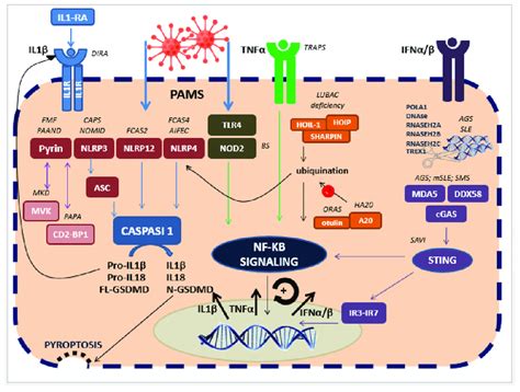 Inflammatory Signalling Pathways In Aids The First Step Of