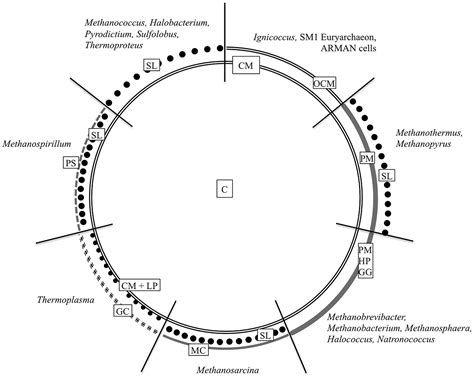 Archaea Cell Wall