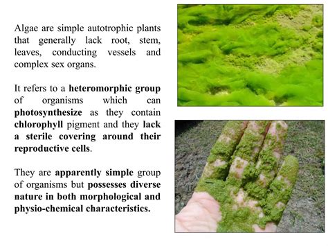 Algae Classification Pptx