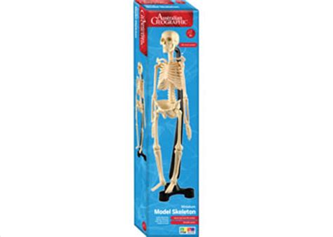 Buy Mini Skeleton 46cm Online Sanity