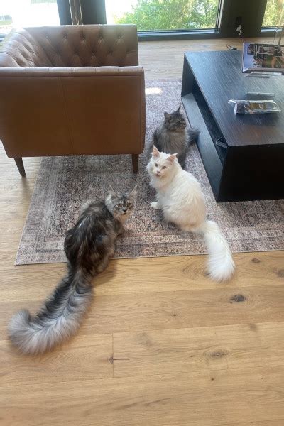 Meet Mr Pugsley Addams The Purr Fect Cat With The Longest Tail