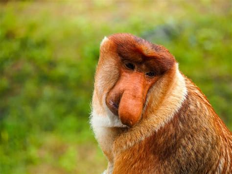 Monos Feos Animales Alrededor Del Mundo