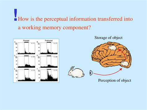 Ppt Visual Working Memory Powerpoint Presentation Free Download Id7084194