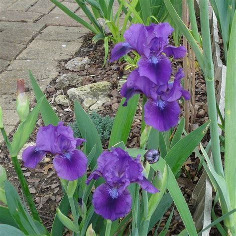 Intermediate Bearded Iris Iris Constant Companion In The Irises