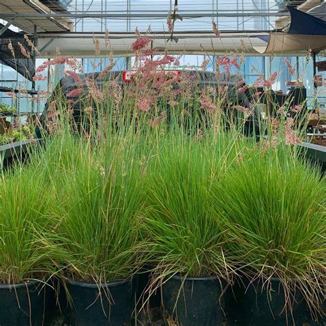 Grasses With Purple Flowers A Gardeners Guide To Beauty And