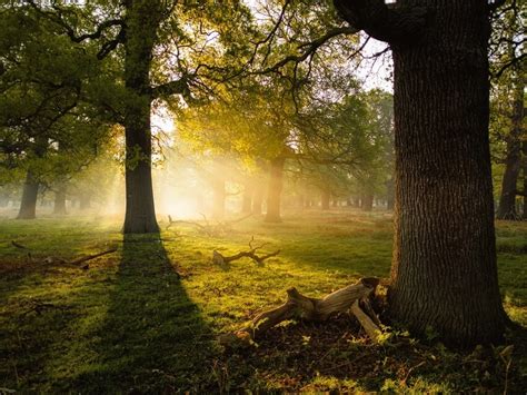 Alex Beckmann Insight Timer