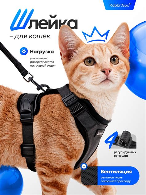 Инфографика Шлейка для животных в 2025 г Тенденции в графическом дизайне Инфографика Дизайн