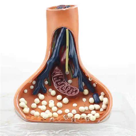 Synapses Model Chemical Synapse Synapse Medical Anatomy Of The Human Nervous System