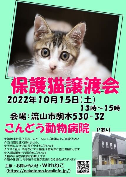 流山市こんどう動物病院保護猫譲渡会いつでも里親募集中