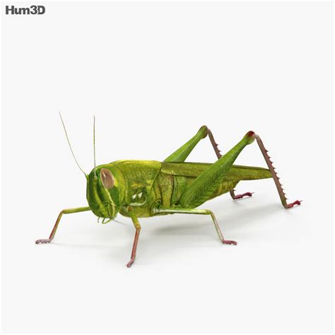 Animated Grasshopper 3d Model Download Animals On
