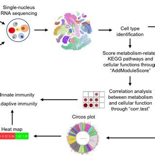 Simplified Outline For SnRNA Seq Data Analysis SnRNA Seq Data From Download Scientific Diagram