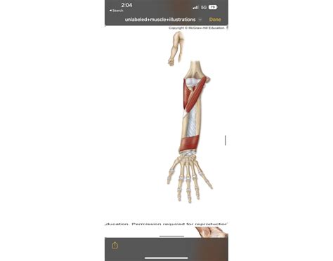 Forearm Supination Quiz