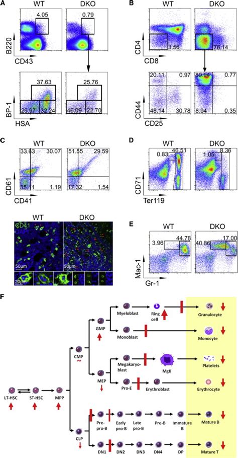 Differentiation Blocks Occur At Specific Developmental Stages In All