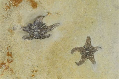Two Triassic Brittlestar Aspidura Fossils Germany 115469 For