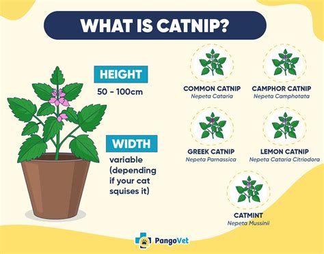 Understanding Catnip How It Affects Cats Uses And Benefits For Your Feline Friend Catfuny