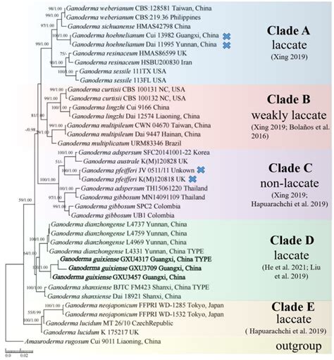 A New Species Of Ganoderma Ganodermataceae Polyporales From Southern China And Optimum
