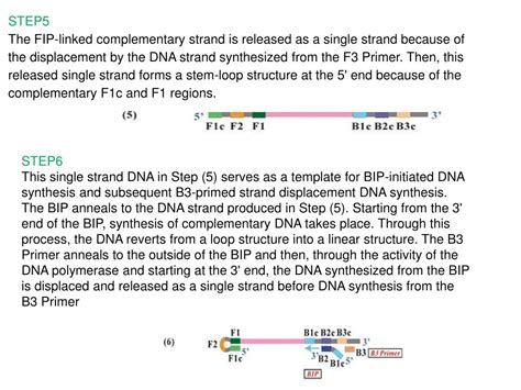 PPT Loop Mediated Isothermal Amplification LAMP And Its Application In Detection A Ishwara