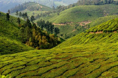 Free Images Landscape Forest Field Flower Valley Mountain Range