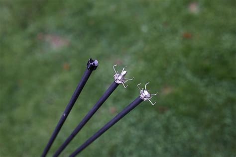 Choosing Small Game Hunting Arrow Tips Ilearntohunt