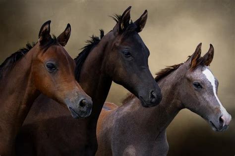 動物圖集奔跑的駿馬 每日頭條