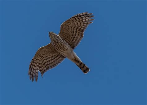 Sharp Shinned Hawk Nesting Habits
