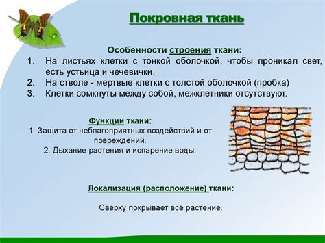 Ткани растений растительная клетка Online Presentation