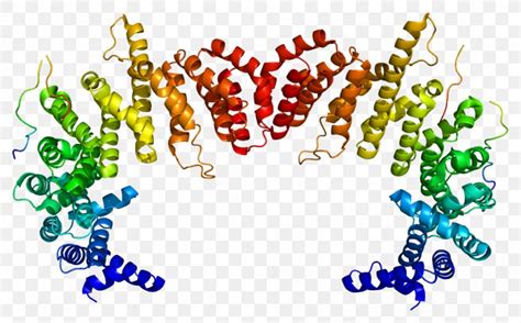 Kpnb1 Importin Karyopherin Protein Structure Png 1043x649px