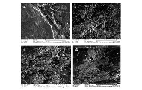 Sem Micrographs Of Fracture Surfaces Of Bf Pp Composites Subjected To Download Scientific