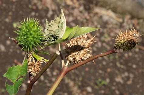 México Segundo Lugar Mundial En El Registro De Plantas Medicinales