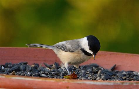 What Can You Feed Birds Besides Bird Seed Storables