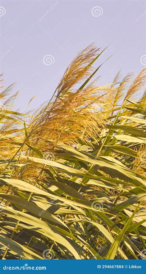 Grasses With Spikelets Of Beige Color With Green Leaves On Blue Sky Natural Background Of Soft