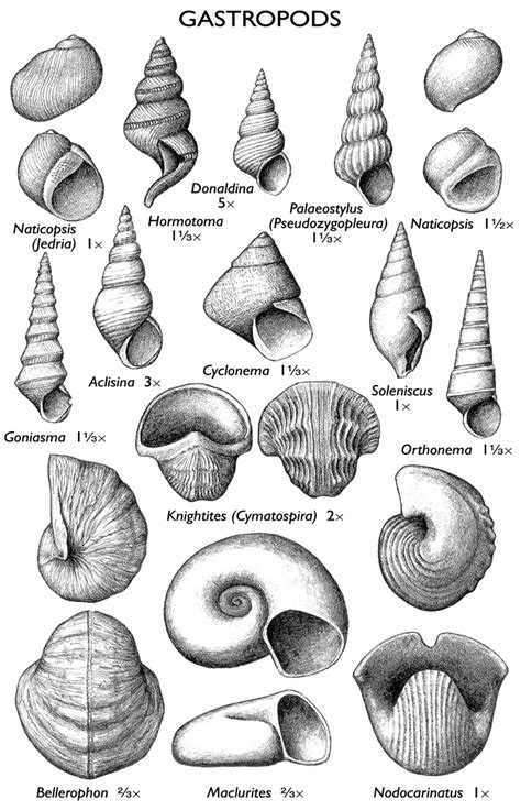 Printable Fossil Identification Chart