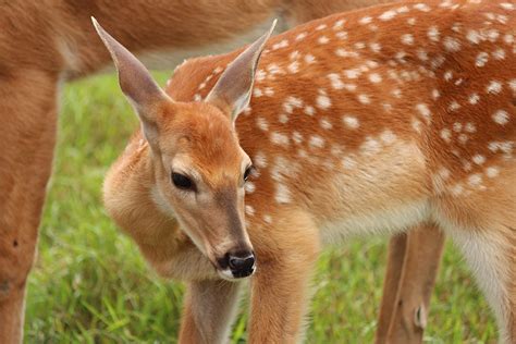 Why Do Fawns Lose Their Spots And Why Do They Have Spots