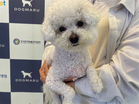 말티푸 밀크 유기견입양 유기묘입양 강아지입양 소형견입양 중형견입양 대형견입양 말티즈입양 말티푸입양 비숑프리제입양 미니비숑프리제입양 포메라니안입양 푸들입양 골든리트리버입양