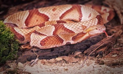 Copperhead Snake Facts Agkistrodon Contortrix A Z Animals