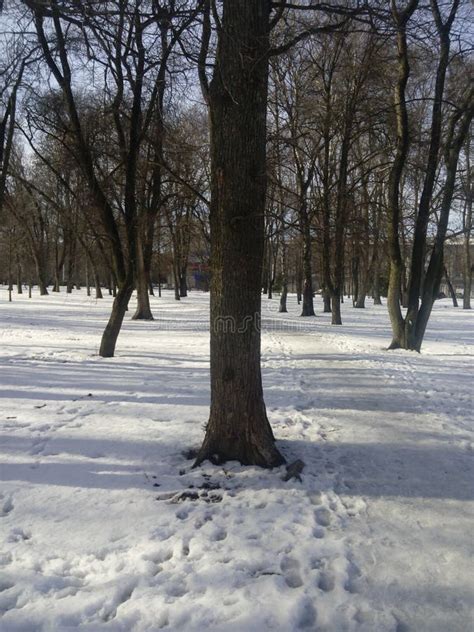 City Park In Winter In Bright Sunshine Sun Exposure Long Shadows