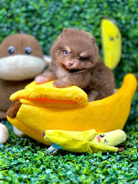 Pomeranian Puppies For Sale In California
