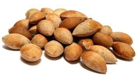 58 نوع مغز خوراکی بررسی فواید و خاستگاه تابان