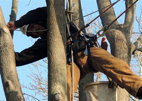Cabling And Bracing Kaiser Tree Preservation Co
