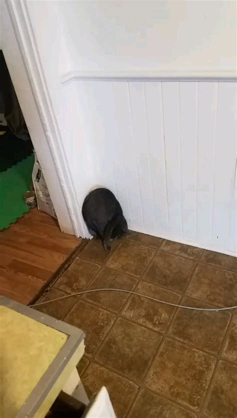 hmc while i battle my own tail r holdmycatnip