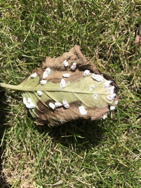 Hydrangea Problem — Bbc Gardeners World Magazine