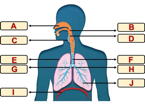Review Respiratory System 9th Grade Quiz Quizizz