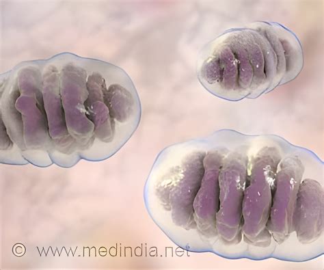 Mitochondria A Potential Target For Diabetes Treatment